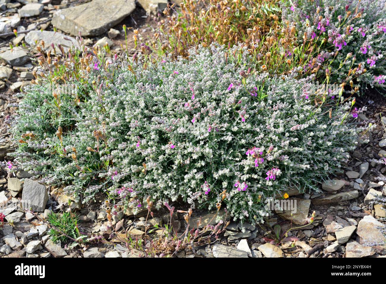 Teucrium marum spinescens hi-res stock photography and images - Alamy