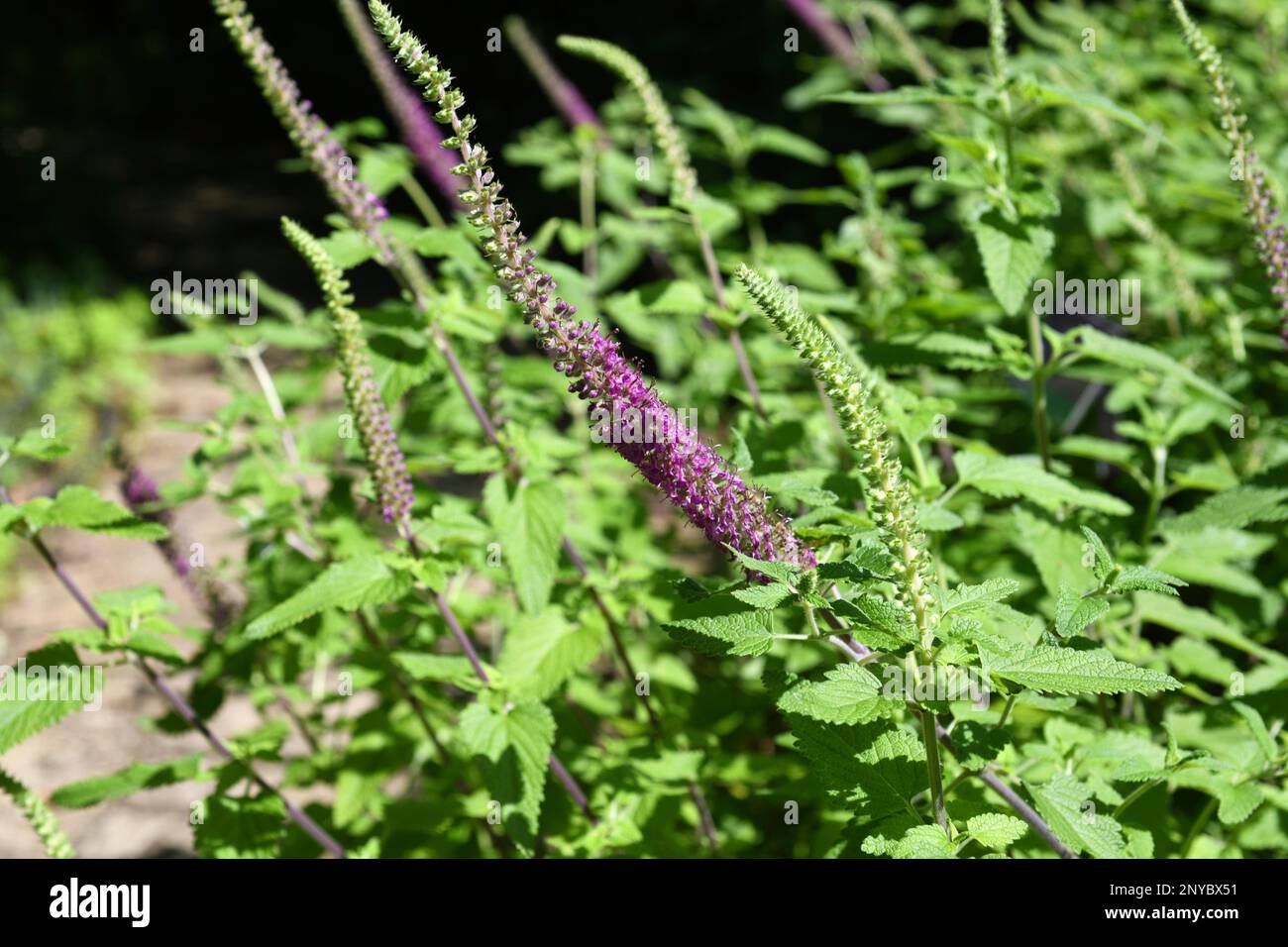 Turkey native flower hi-res stock photography and images - Alamy