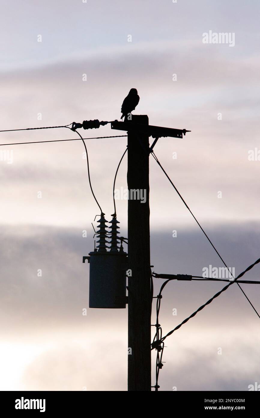 Silhouette of a Buzzard sitting atop an electricity pole The silhouette ...
