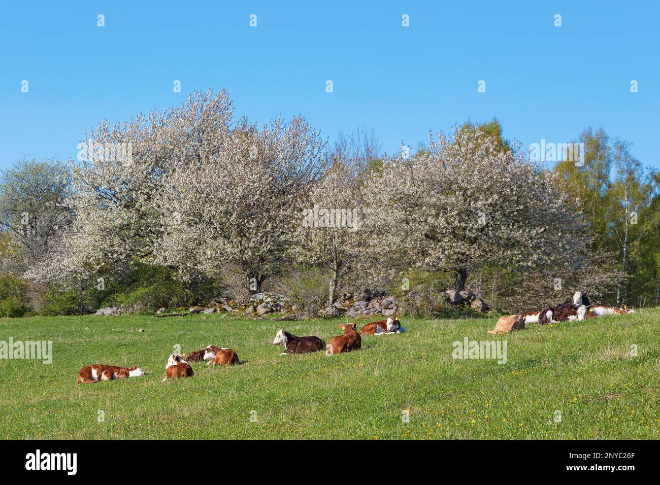 Calves lying on meadow grass hi-res stock photography and images - Alamy