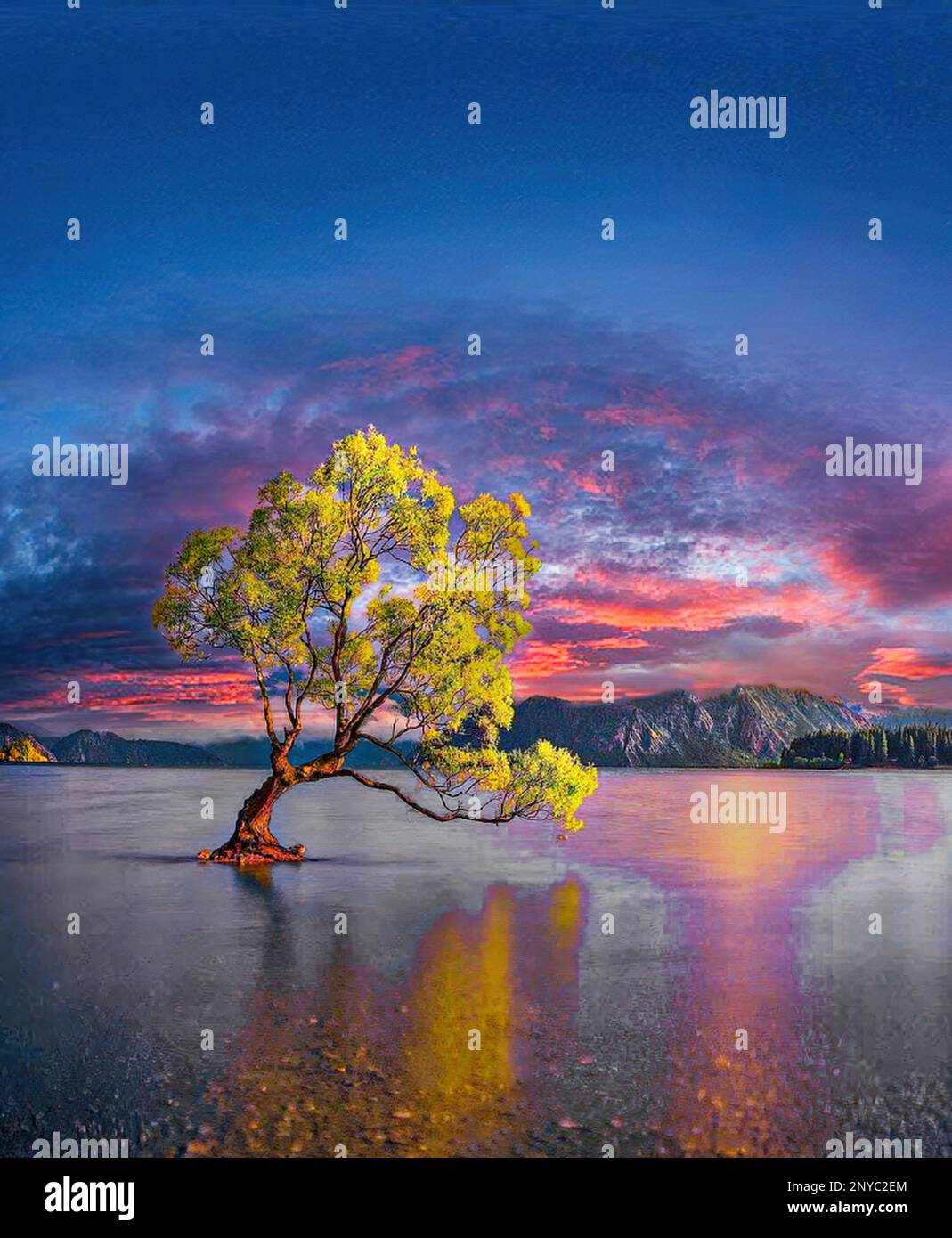 Tree of wanaka hi-res stock photography and images - Alamy