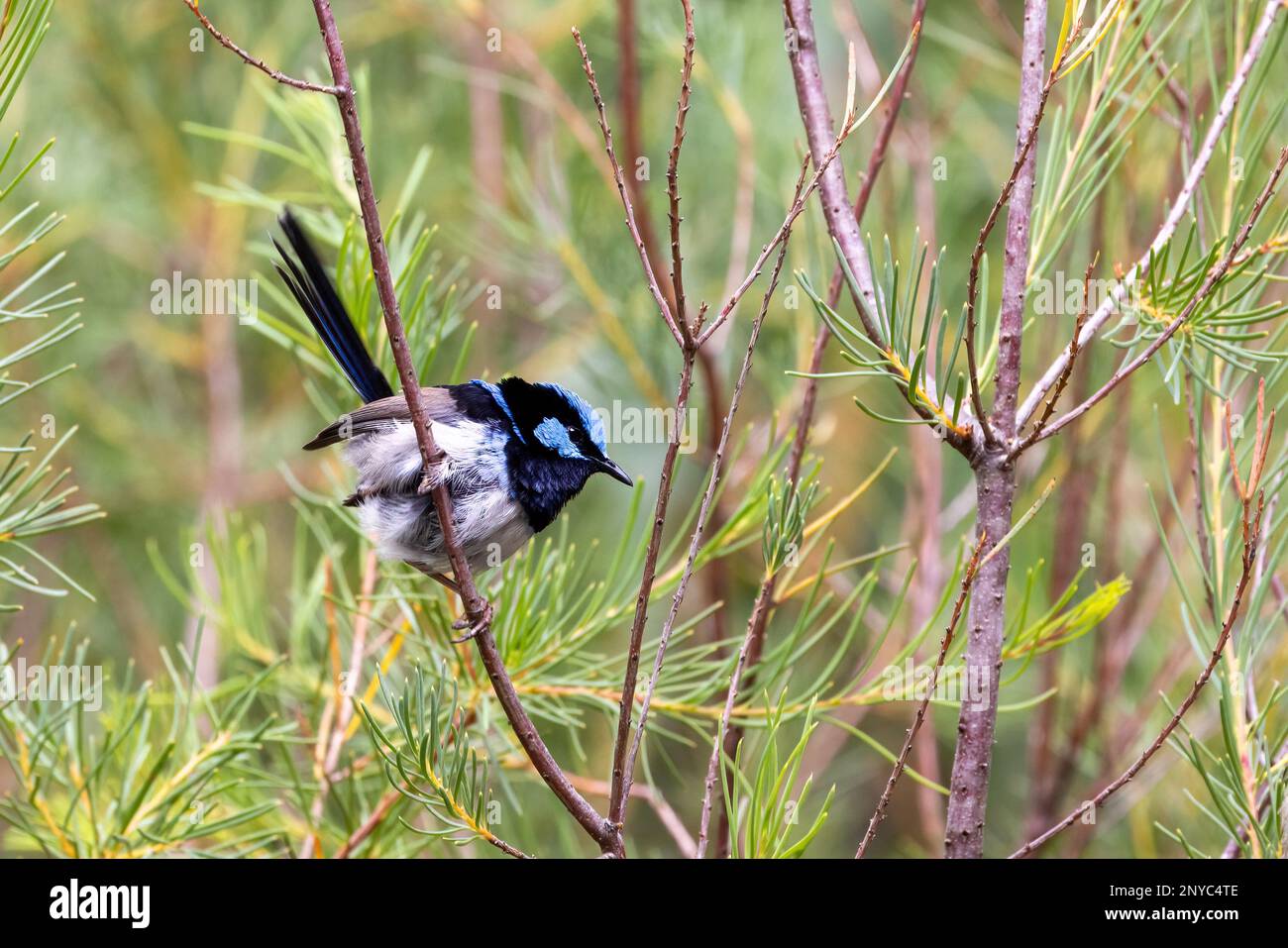 Adult male Superb fairy wren, malurus cyaneus, against foliage ...