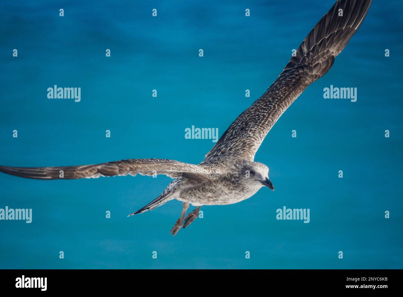 Laughing gull over water hi-res stock photography and images - Alamy
