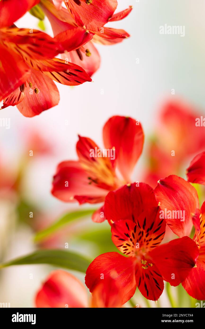 Alstroemeria summer red hi-res stock photography and images - Alamy
