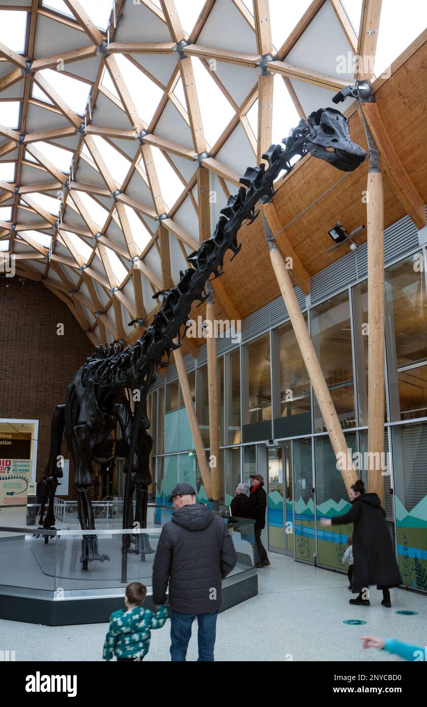 Dippy The Diplodocus Replica At The Herbert Art Galley And Museum