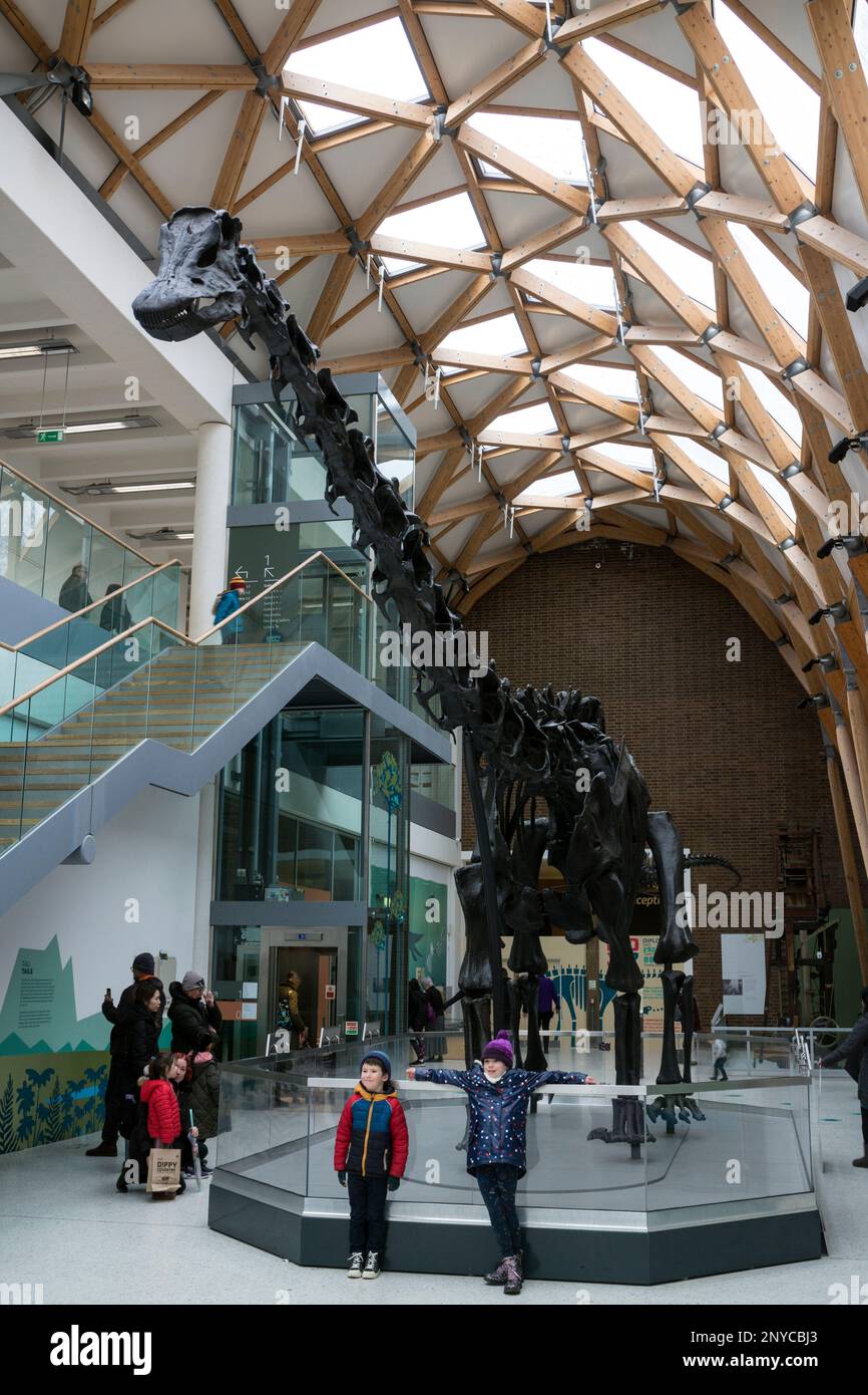 Dippy The Diplodocus Replica At The Herbert Art Gallery And Museum