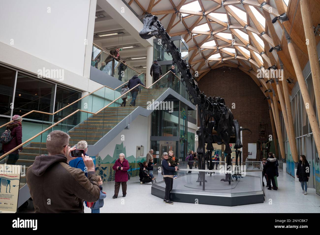 Dippy The Diplodocus Replica At The Herbert Art Gallery And Museum