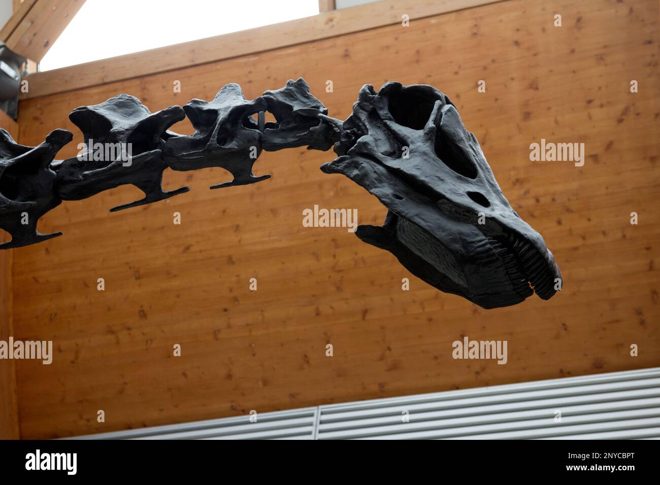 Dippy the Diplodocus replica at The Herbert Art Gallery and Museum ...