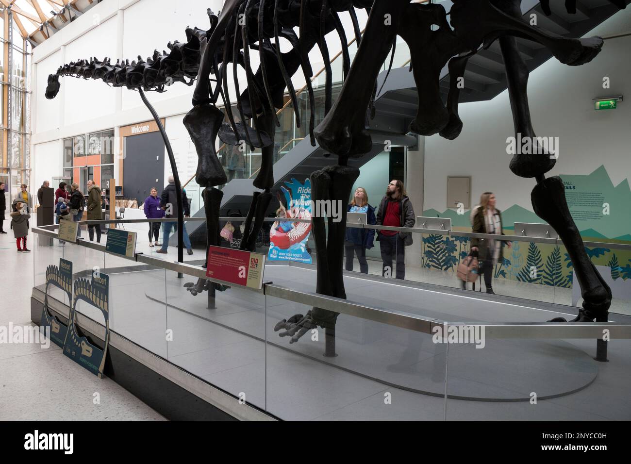 Dippy the Diplodocus replica at The Herbert Art Gallery and Museum ...