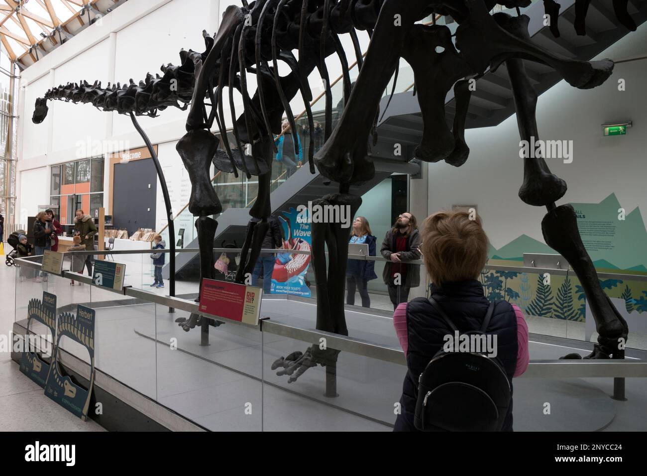 Dippy the dinosaur coventry hi-res stock photography and images - Alamy