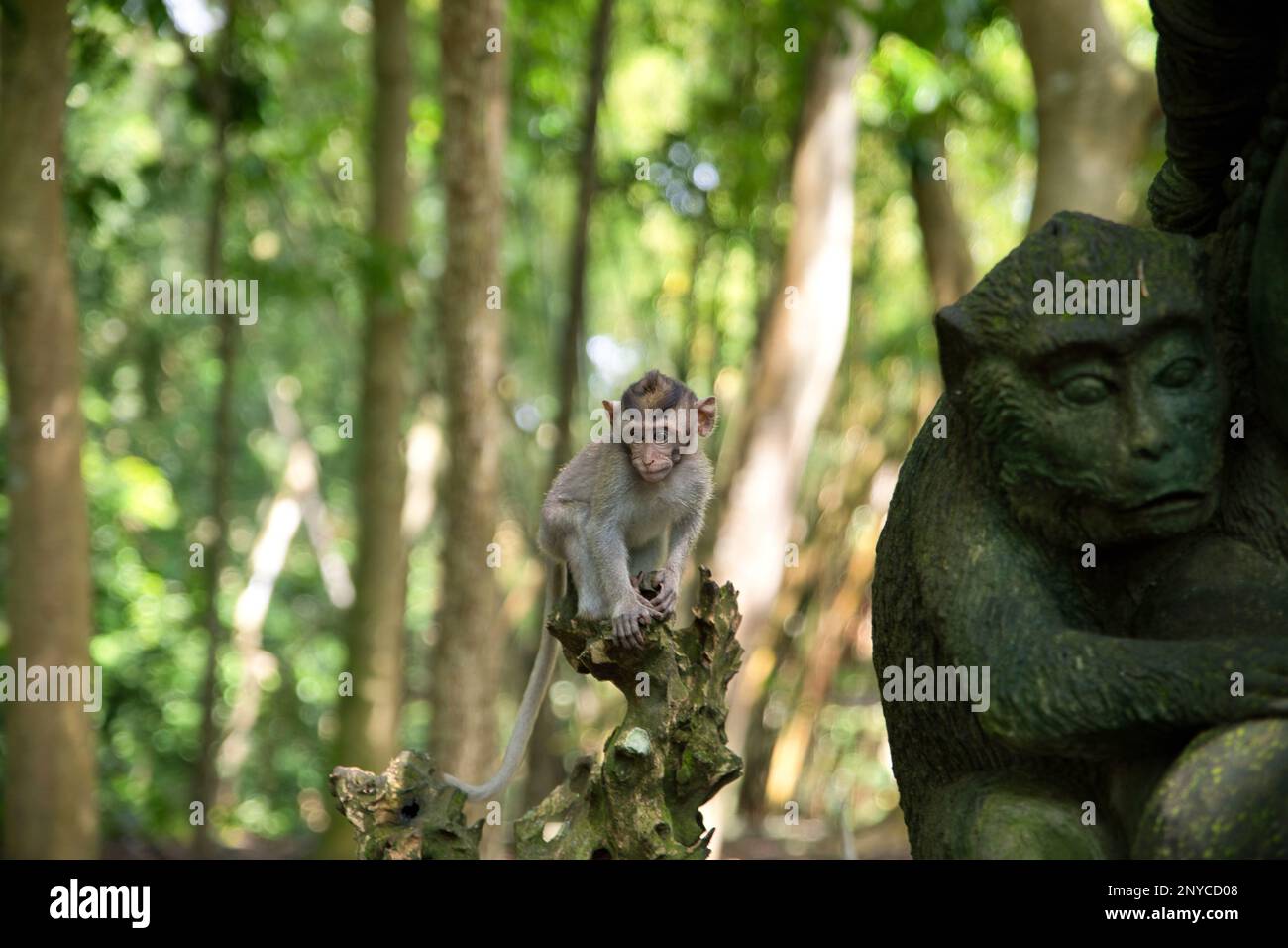 Stone monkey hi-res stock photography and images - Alamy