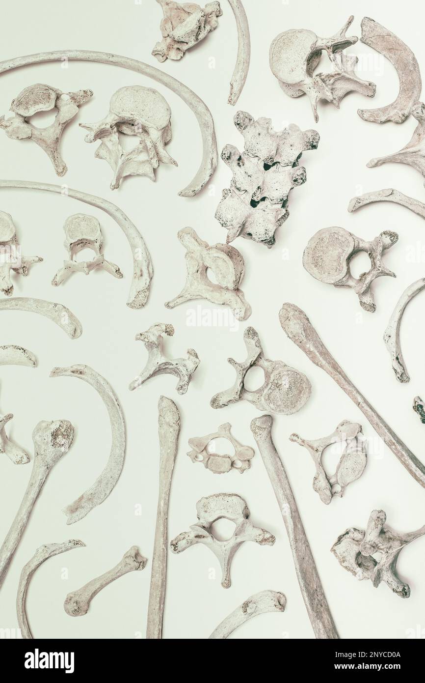 Real bone hi-res stock photography and images - Alamy