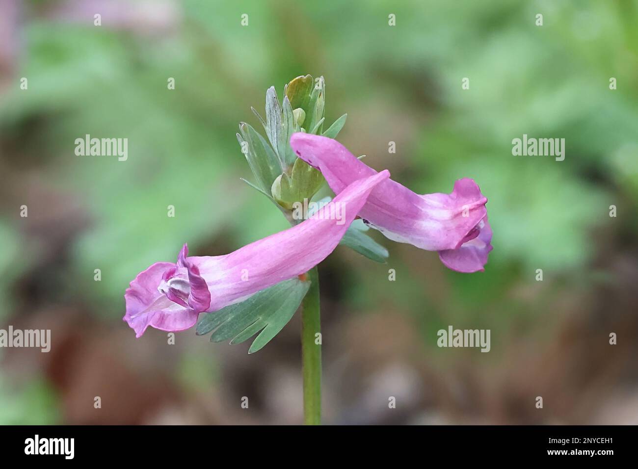 Corydalis solida, commonly known as Solid-tubered Corydalis Stock Photo ...