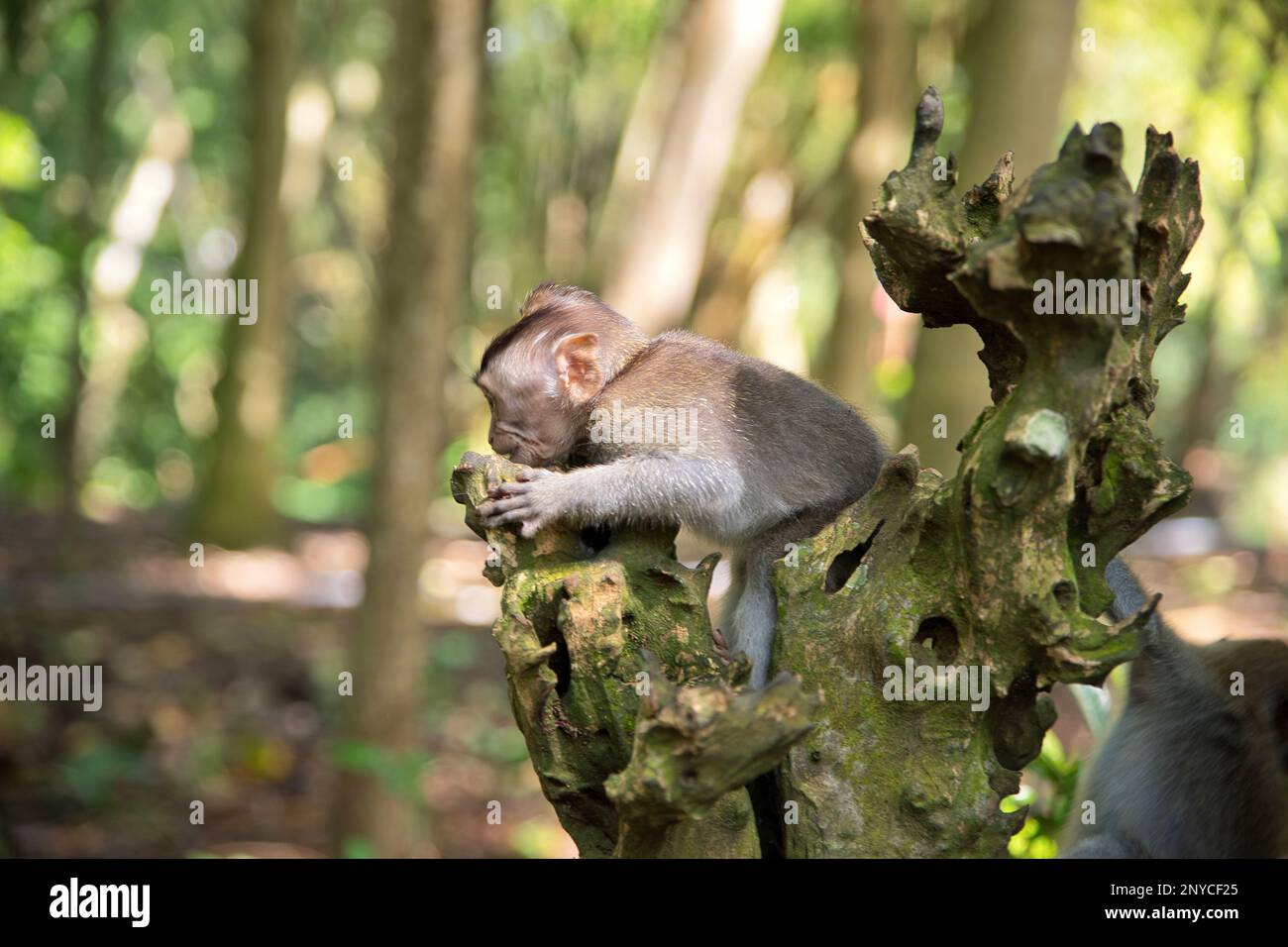 Full body shot of a baby cynomolgus monkey taken from the site, lying ...
