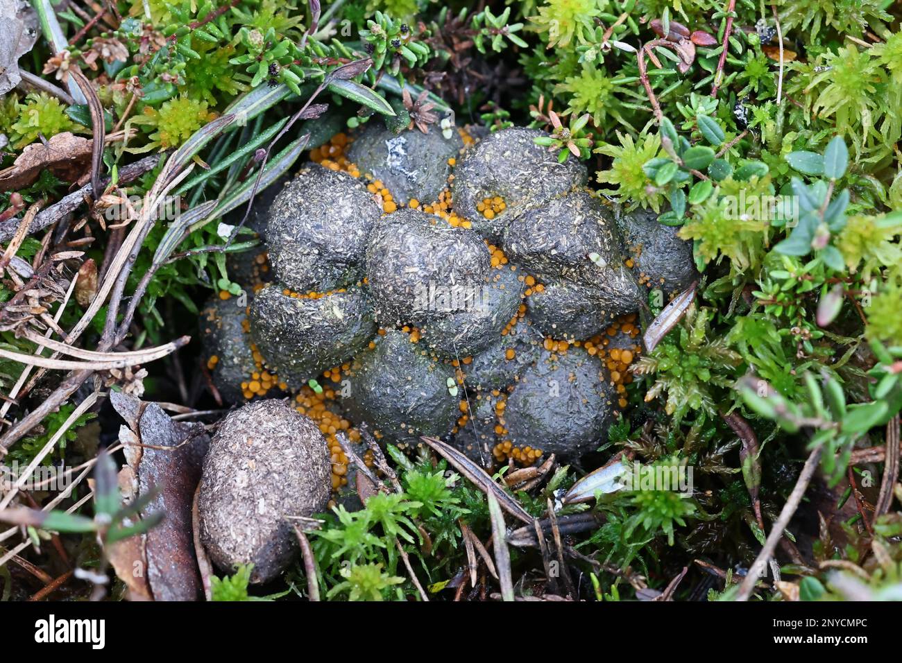 Cheilymenia stercorea, apothecial fungus growing on moose dung in ...