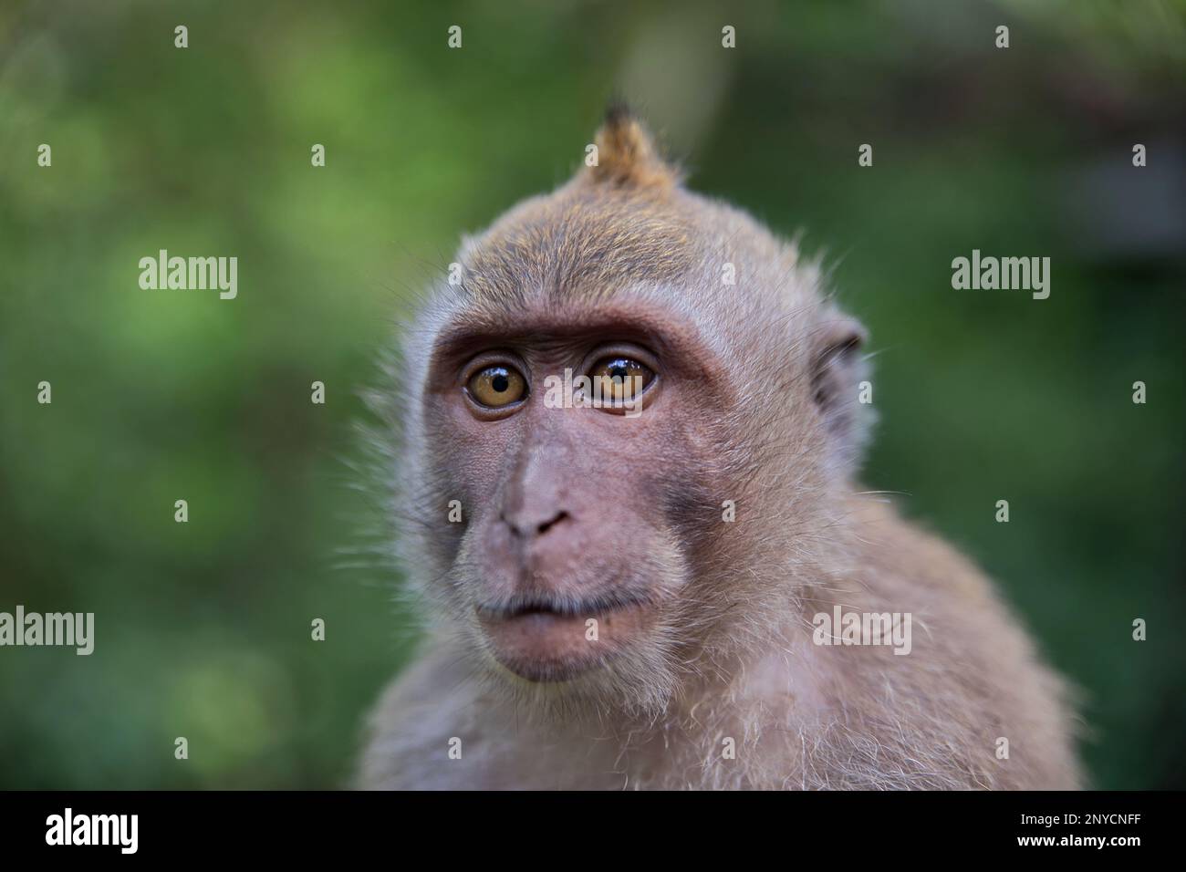 Portrait close-up of a young cynomolgus monkey looking into the ...