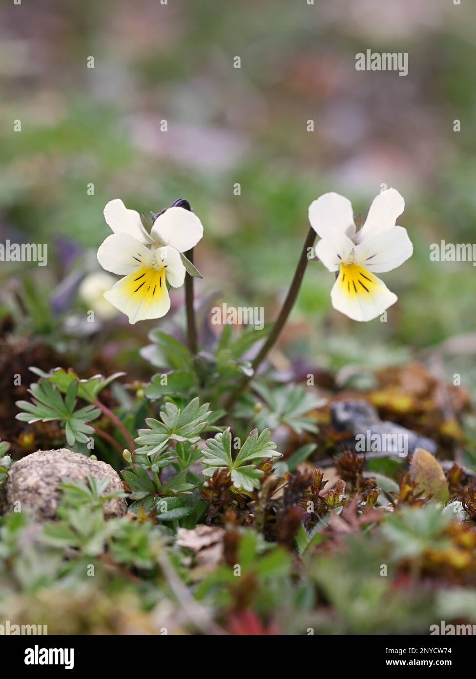 Field Pansy, Viola arvensis, wild spring flower from Finland Stock ...