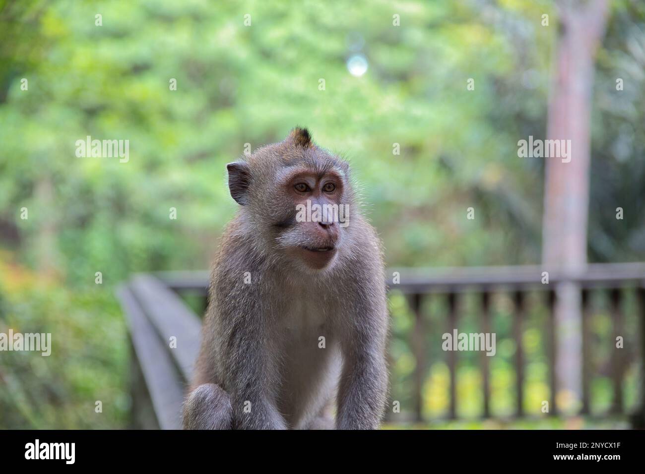 Full body shot of a young cynomolgus monkey taken from the side ...
