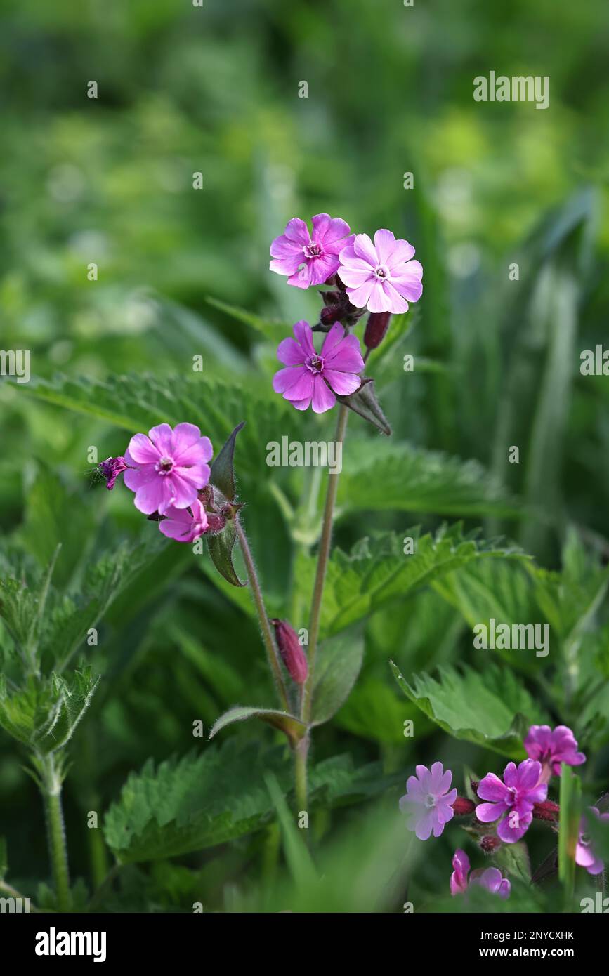 Silene dioica, commonly known as red campion or red catchfly, wild ...