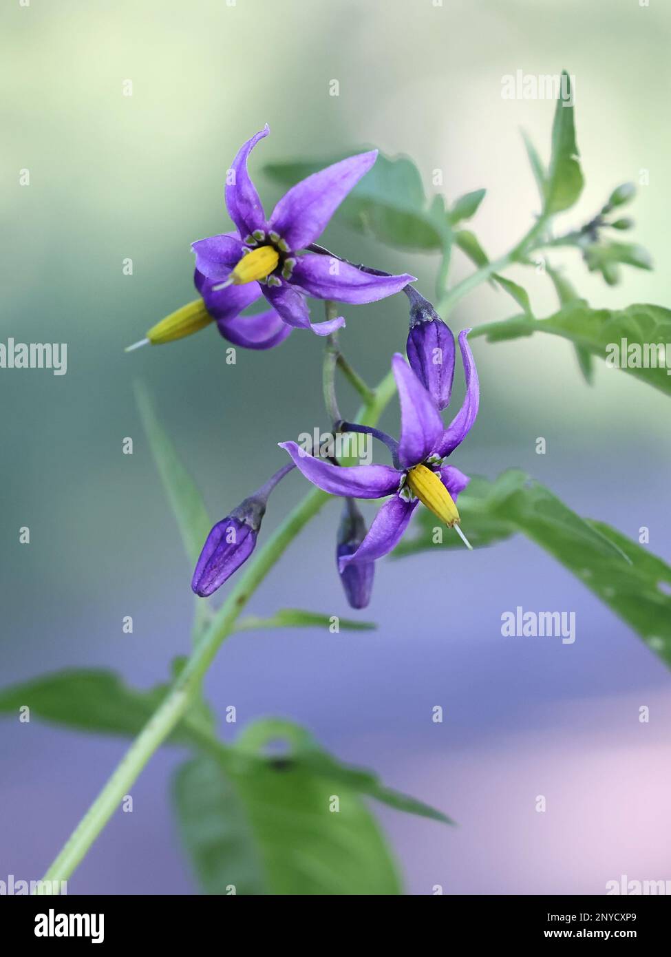 Bittersweet, Solanum dulcamara, known also as Fellenwort, Felonwood ...