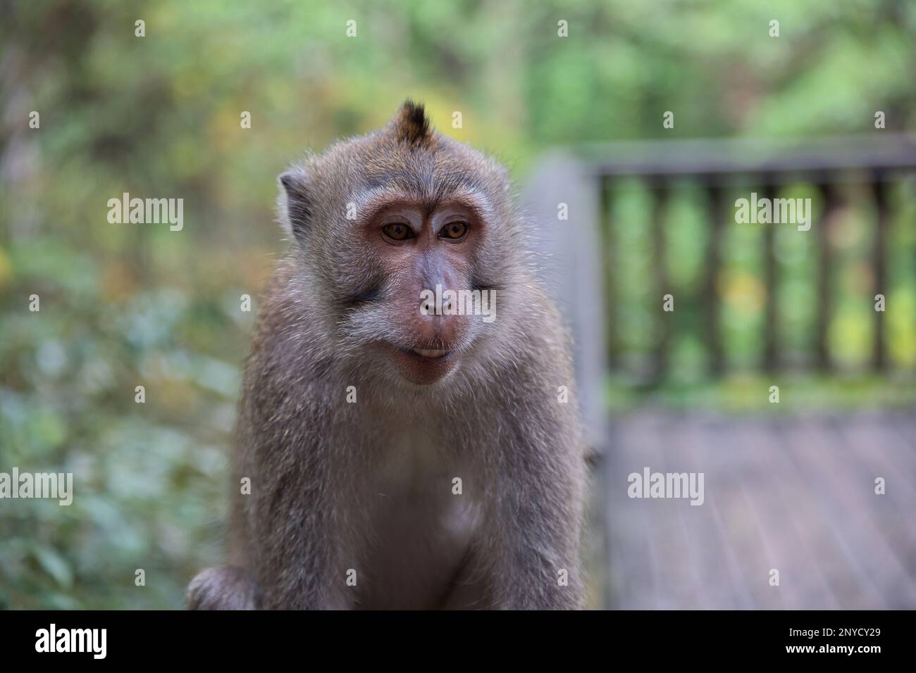 Full body shot of a young cynomolgus monkey taken from the side ...