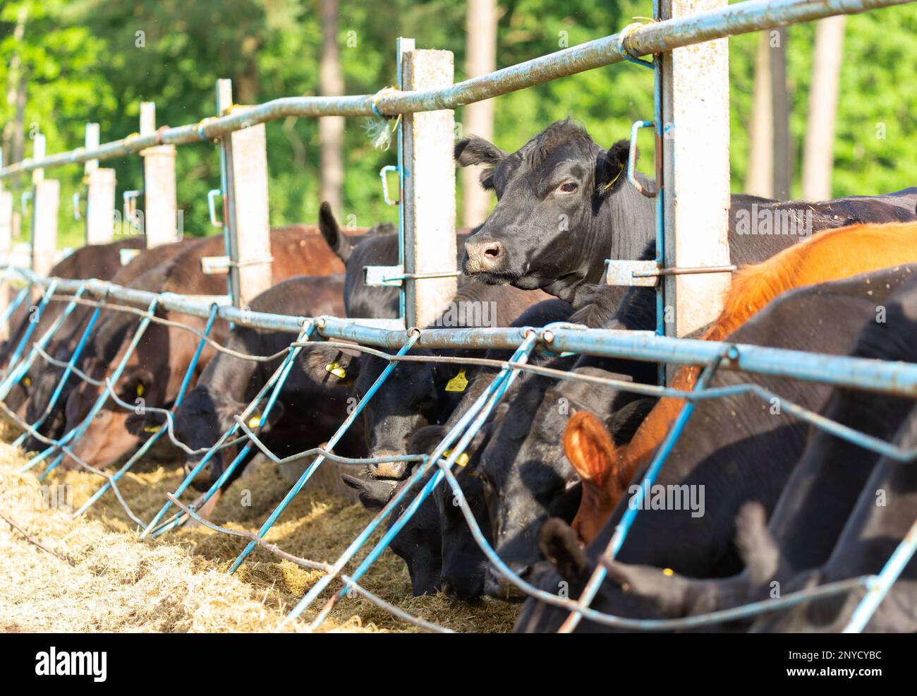 Feeding cattle on a farm. Summer day Stock Photo - Alamy