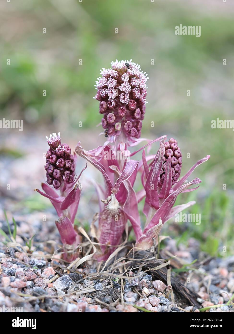 Petasites hybridus, known as Common Butterbur, Bog Rhubarb, Devil’s Hat ...