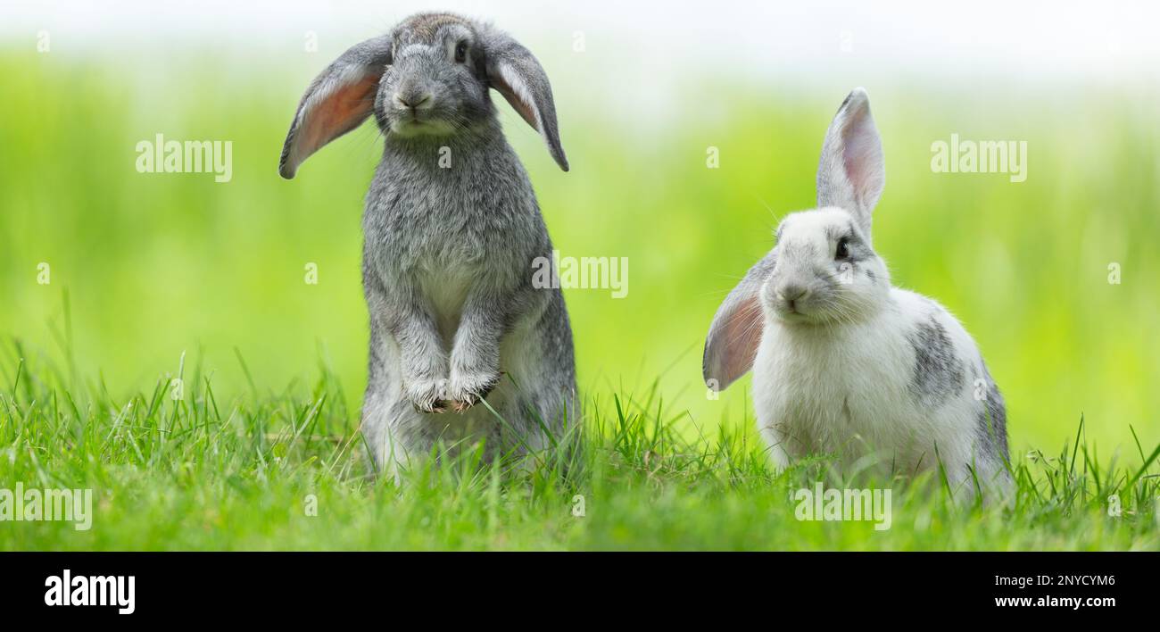 Two Little cute rabbit sitting on the grass. Bunny on green background ...