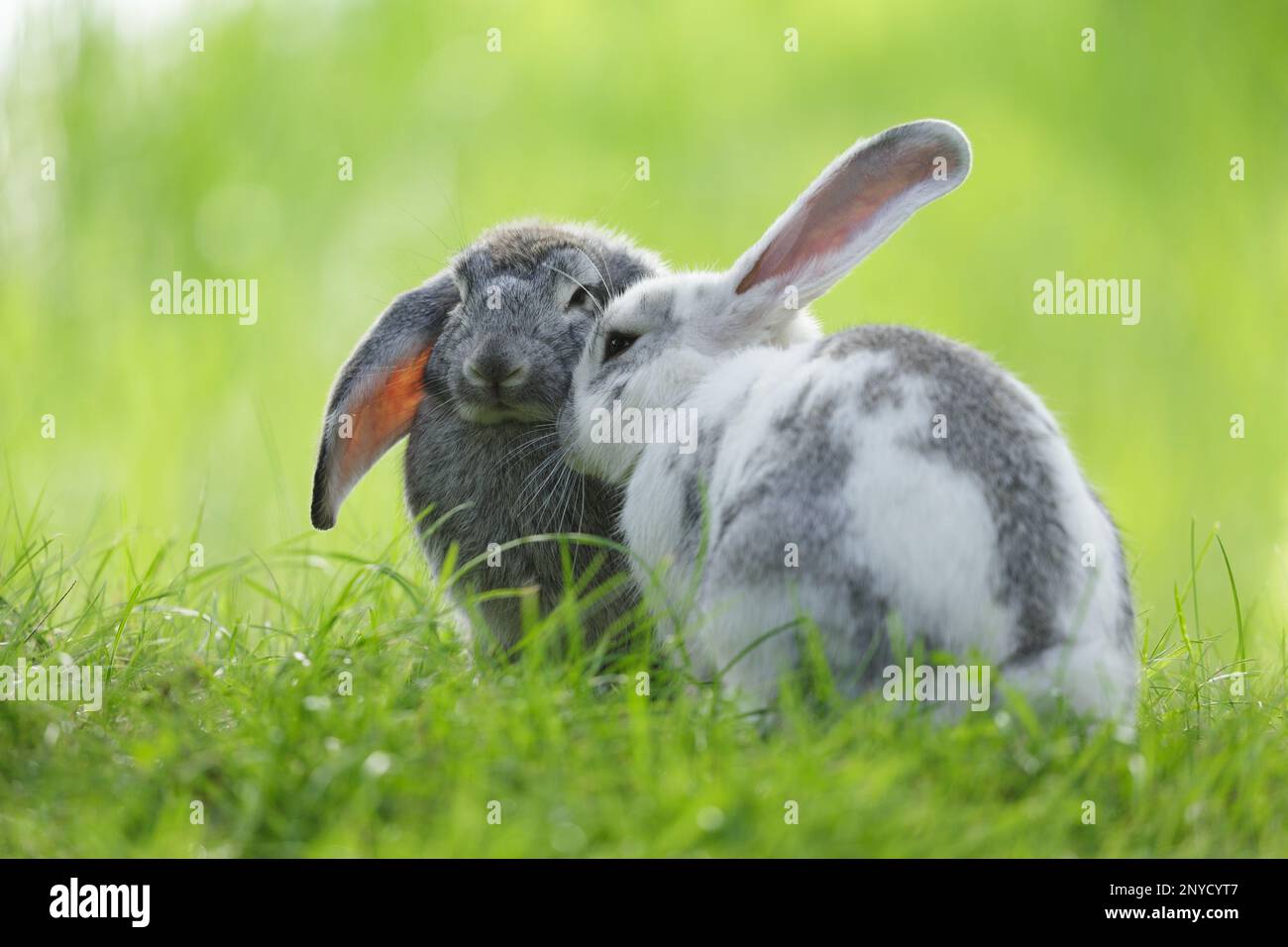 Two Little cute rabbit sitting on the grass. Bunny on green background ...