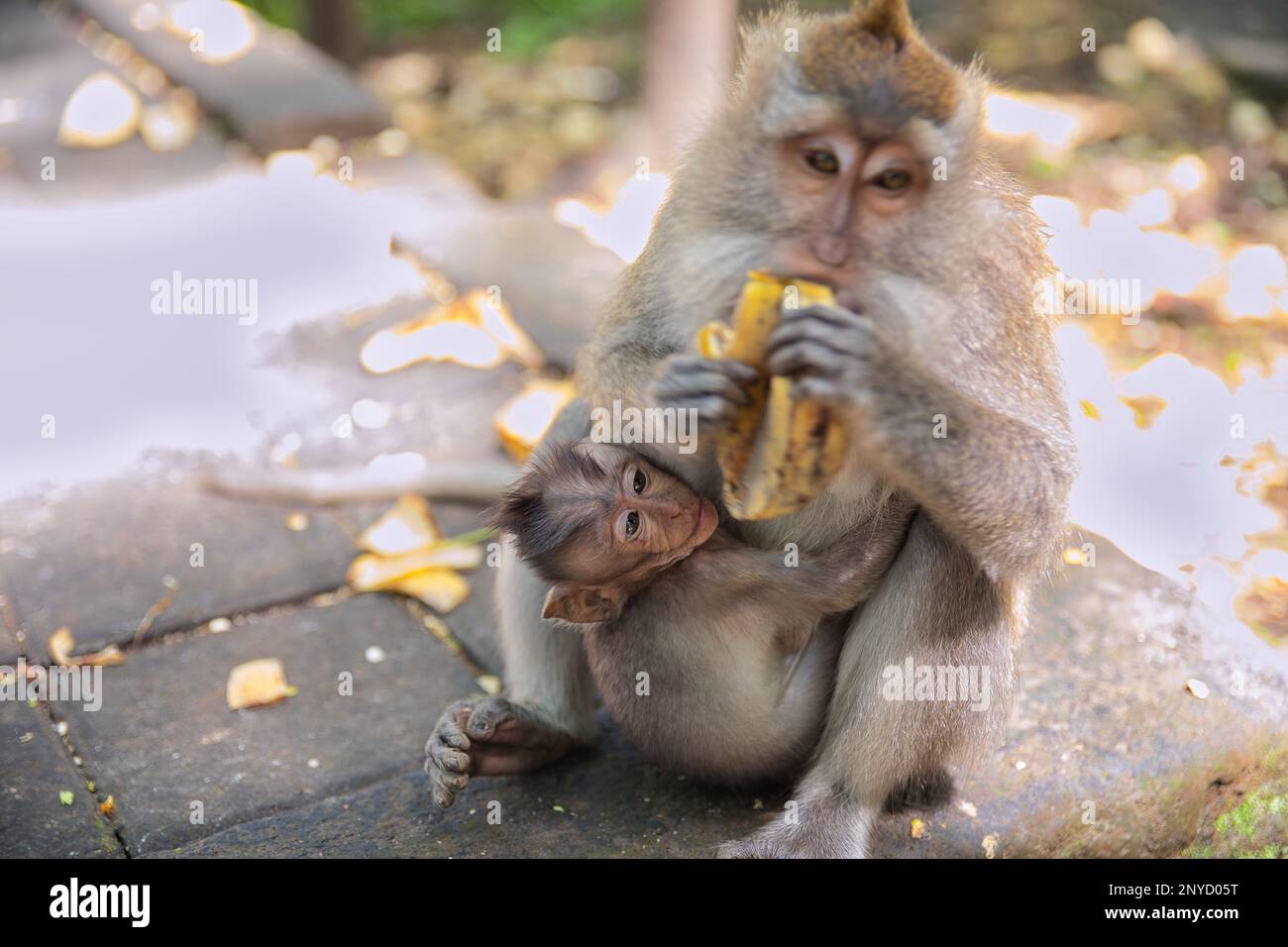 Close-up of a cynomolgus monkey mother with her baby in her lap and a ...