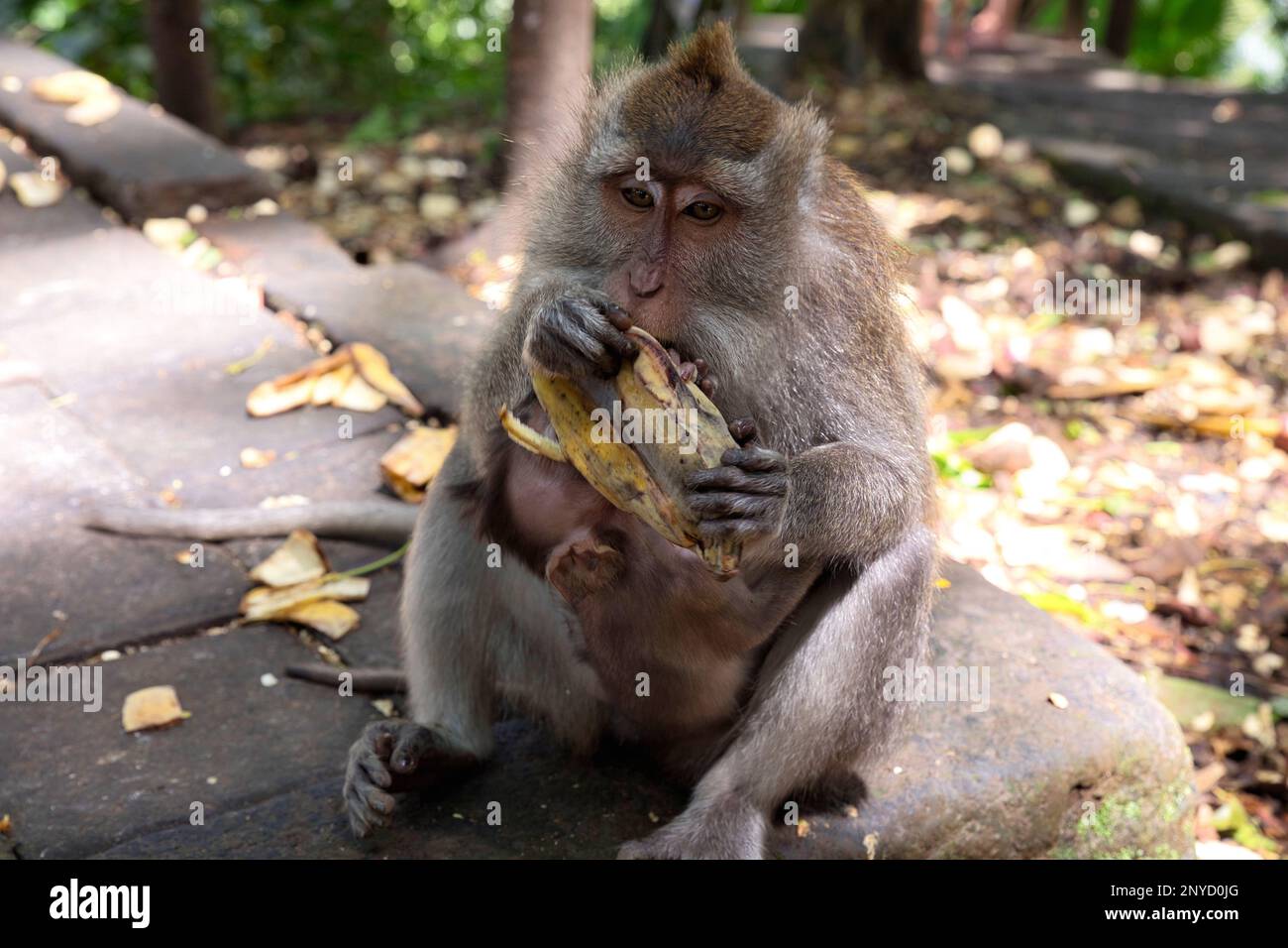 Close-up of a cynomolgus monkey mother with her baby in her lap and a ...