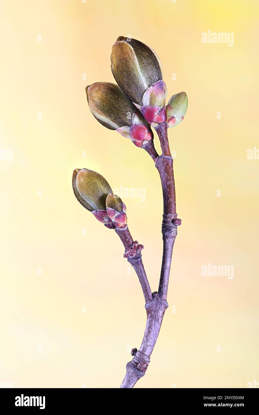 Leaf buds of Maple tree, Acer platanoides Stock Photo - Alamy