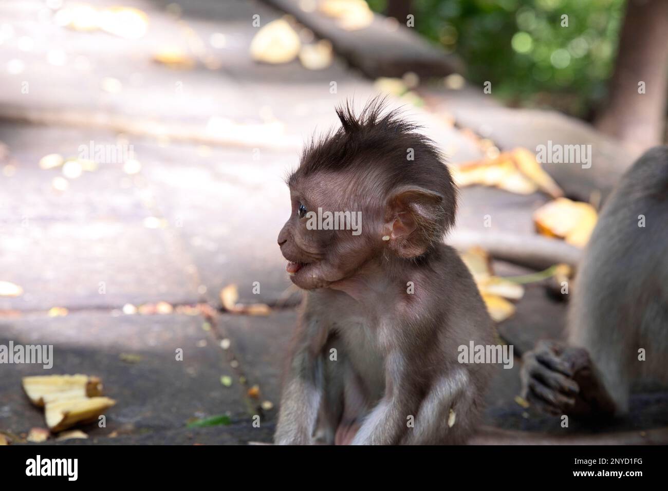 Sunlit stone hi-res stock photography and images - Alamy