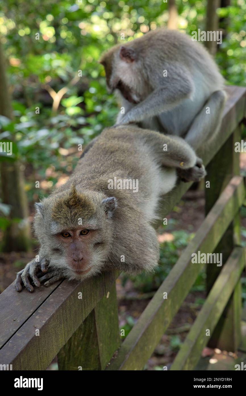lose-up full body shot of an adult cynomolgus monkey lying on a wooden ...