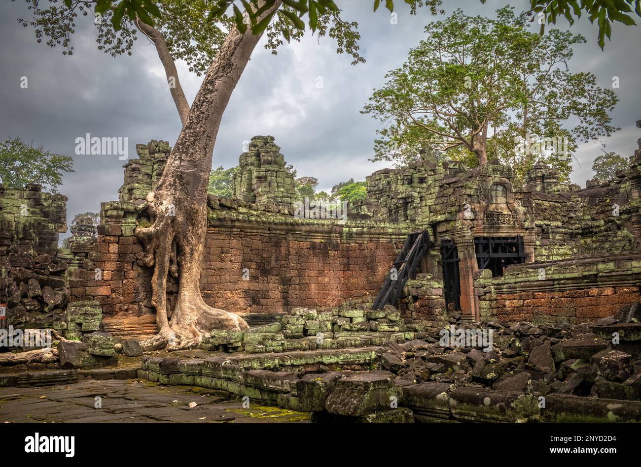 A giant tree growing over a wall in the renovated ruins at Preah Khan ...