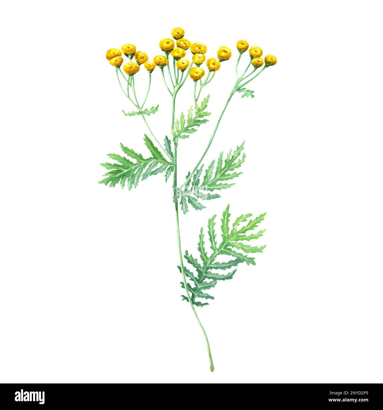 Herb Common Tansy. Watercolor illustration isolated on white background ...