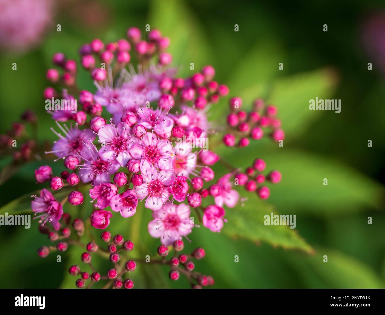 Mini bush hi-res stock photography and images - Alamy