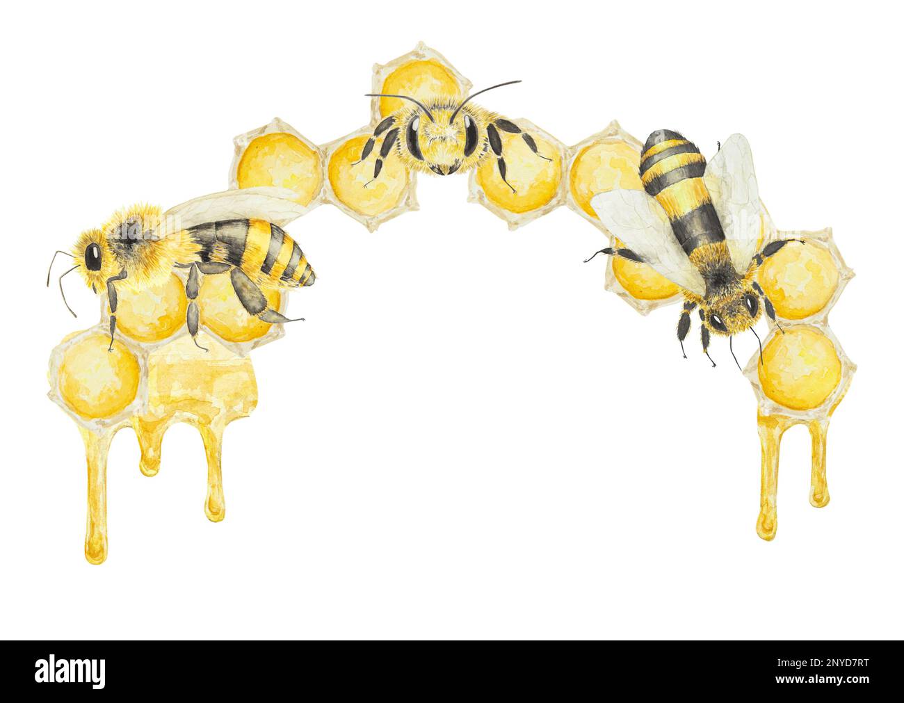 Watercolor hand drawn frame of bees and honey isolated on white ...