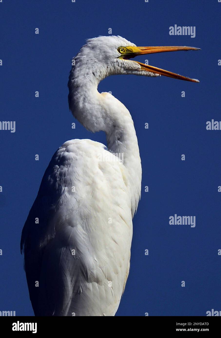 A great egret makes a call from its perch above Snag Pond in Gouldsboro ...