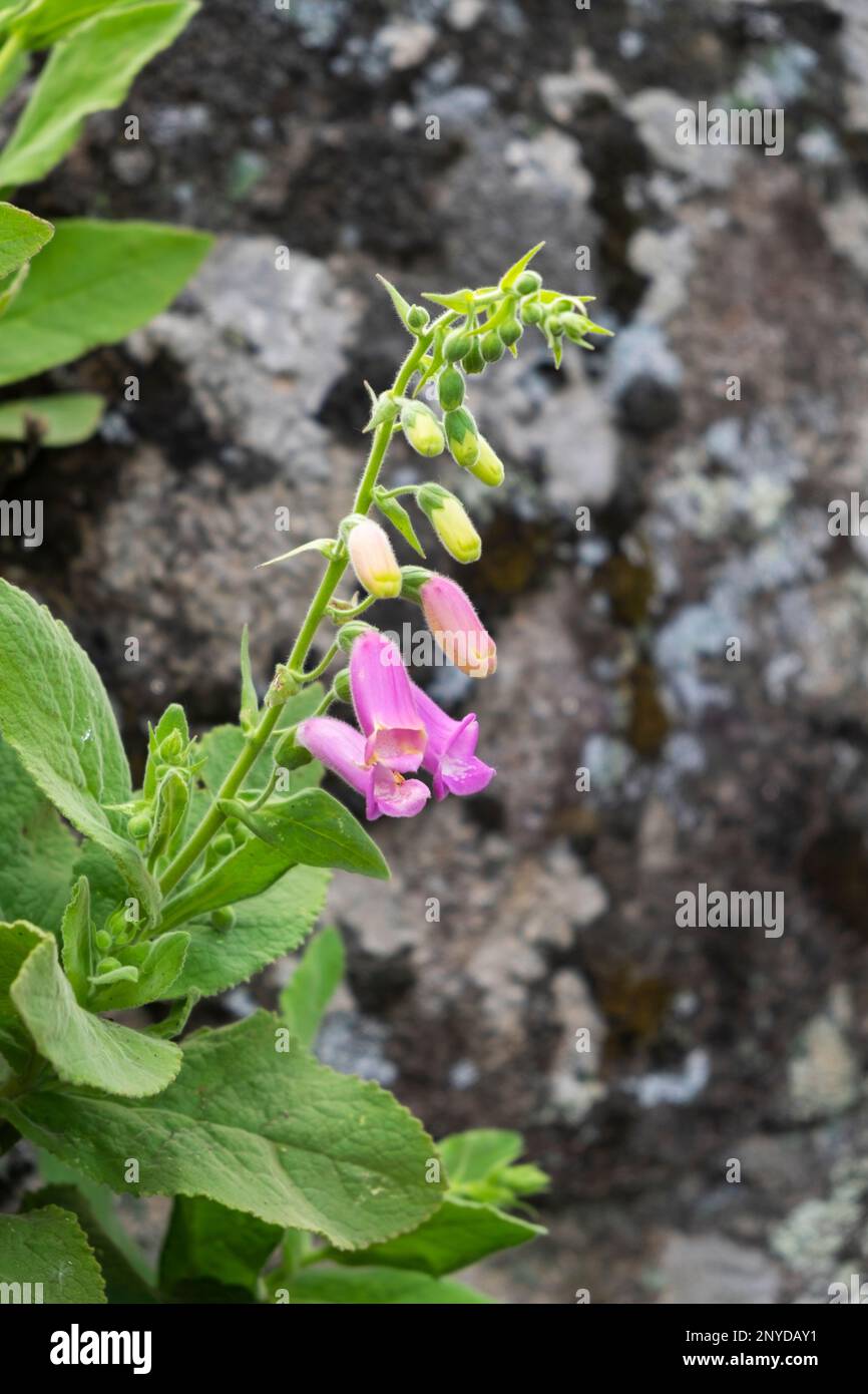 Detailed close up of a Digitalis thapsi 'Spanish Foxglove' or dedalera ...