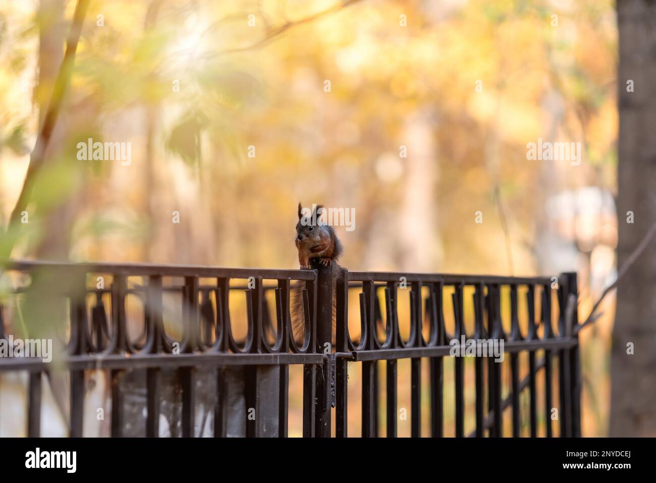 Squirrel in autumn foliage hi-res stock photography and images - Alamy