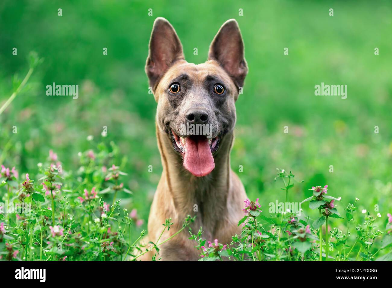 Funny smiling dog of belgian malinois breed sitting in the green grass ...