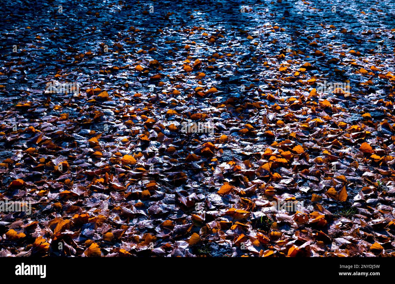 Fallen leaves on chilly morning hit by sunlight in early winter Stock ...