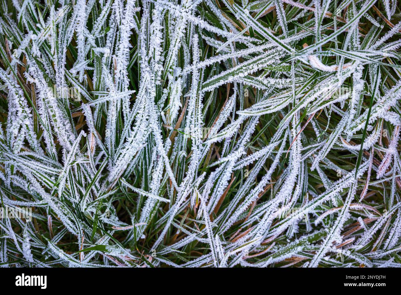Frost on green grass creating interesting textures close-up in winter ...