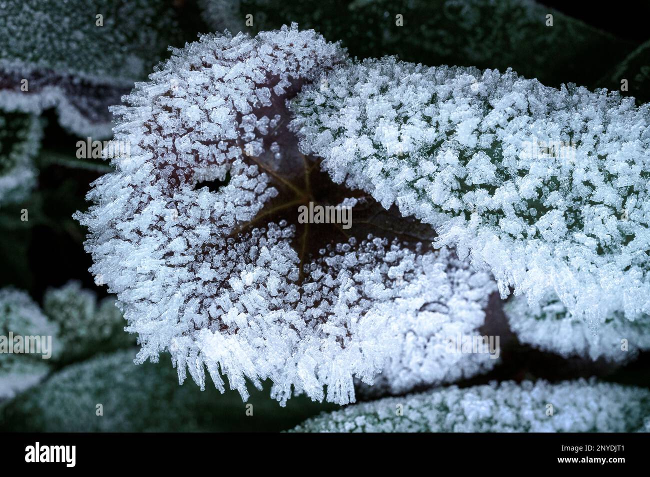 Frost formation hi-res stock photography and images - Alamy