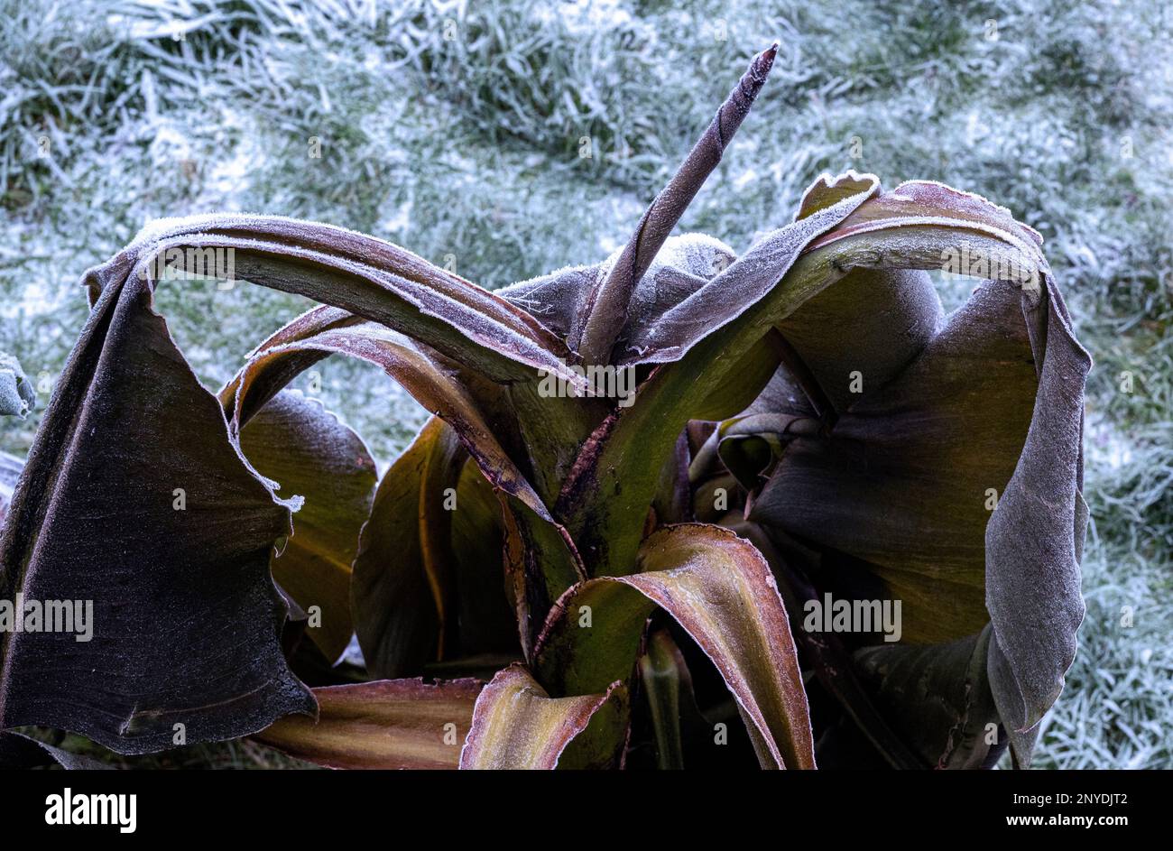 Snow banana tree hi-res stock photography and images - Alamy