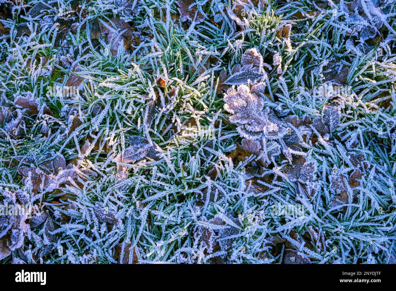 Heavy frost on grass hi-res stock photography and images - Alamy