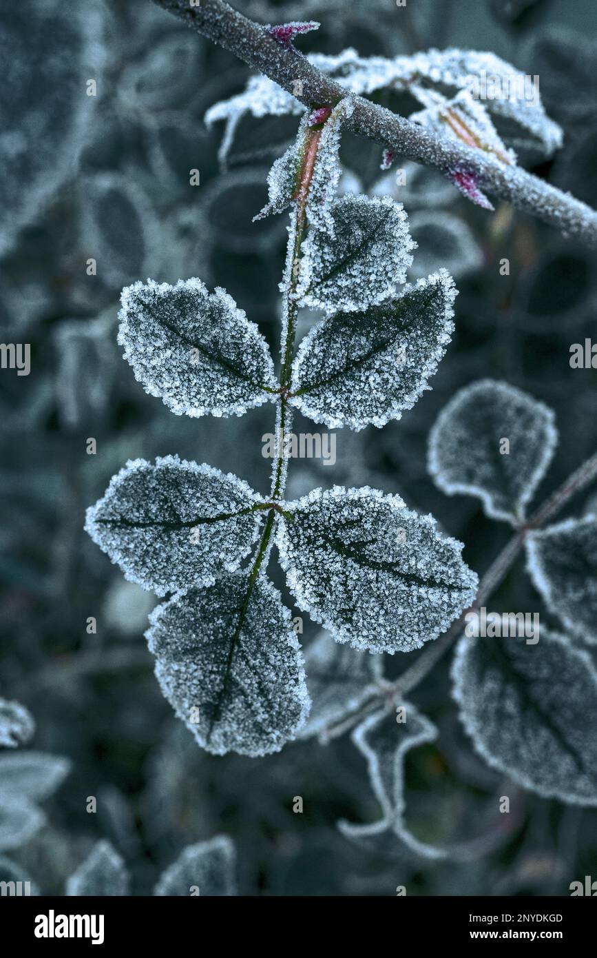 Frosted rose leaves hi-res stock photography and images - Alamy