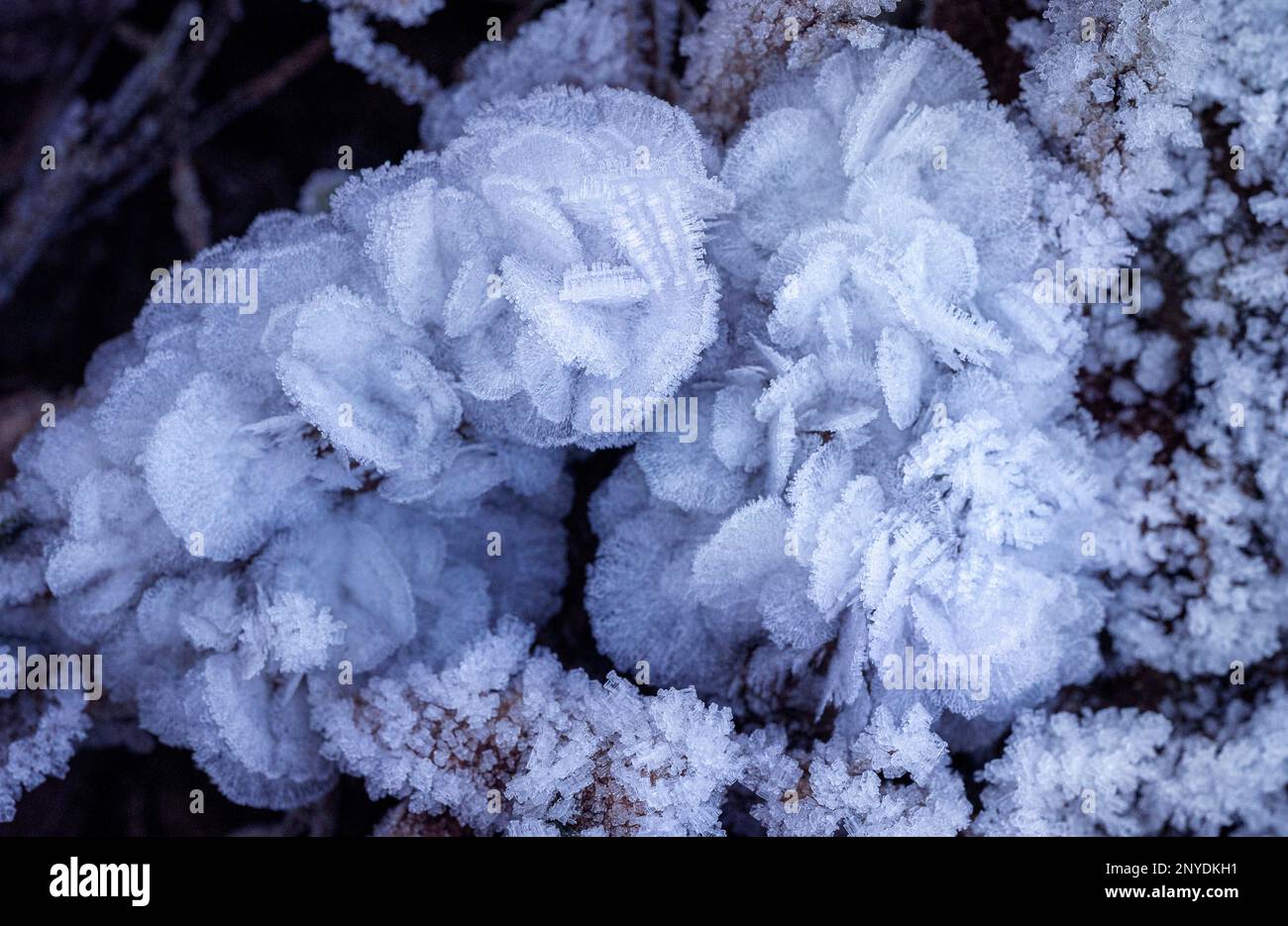 Ice formations close-up on bush caused by frost in winter Stock Photo ...
