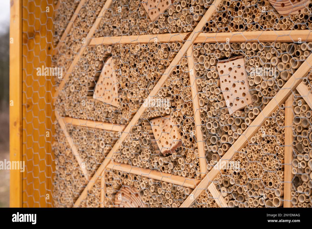 Save insects hi-res stock photography and images - Alamy